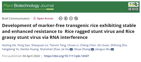 吴建国教授团队利用RNAi技术结合Marker-free筛选创制高抗病毒RRSV和RGSV新种质-遗传改良中心